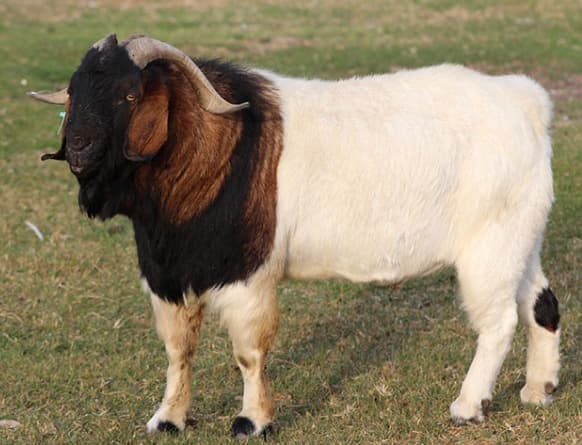Goat Inc — Goat, Your Way